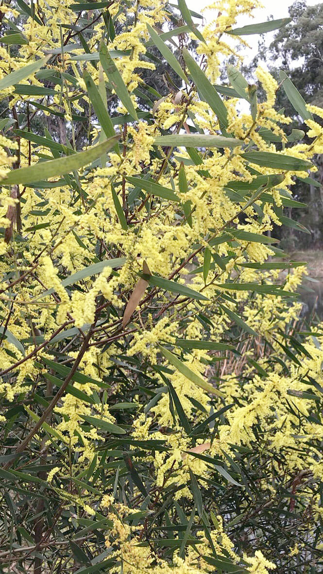 Wangun Amphitheatre - Equity Office